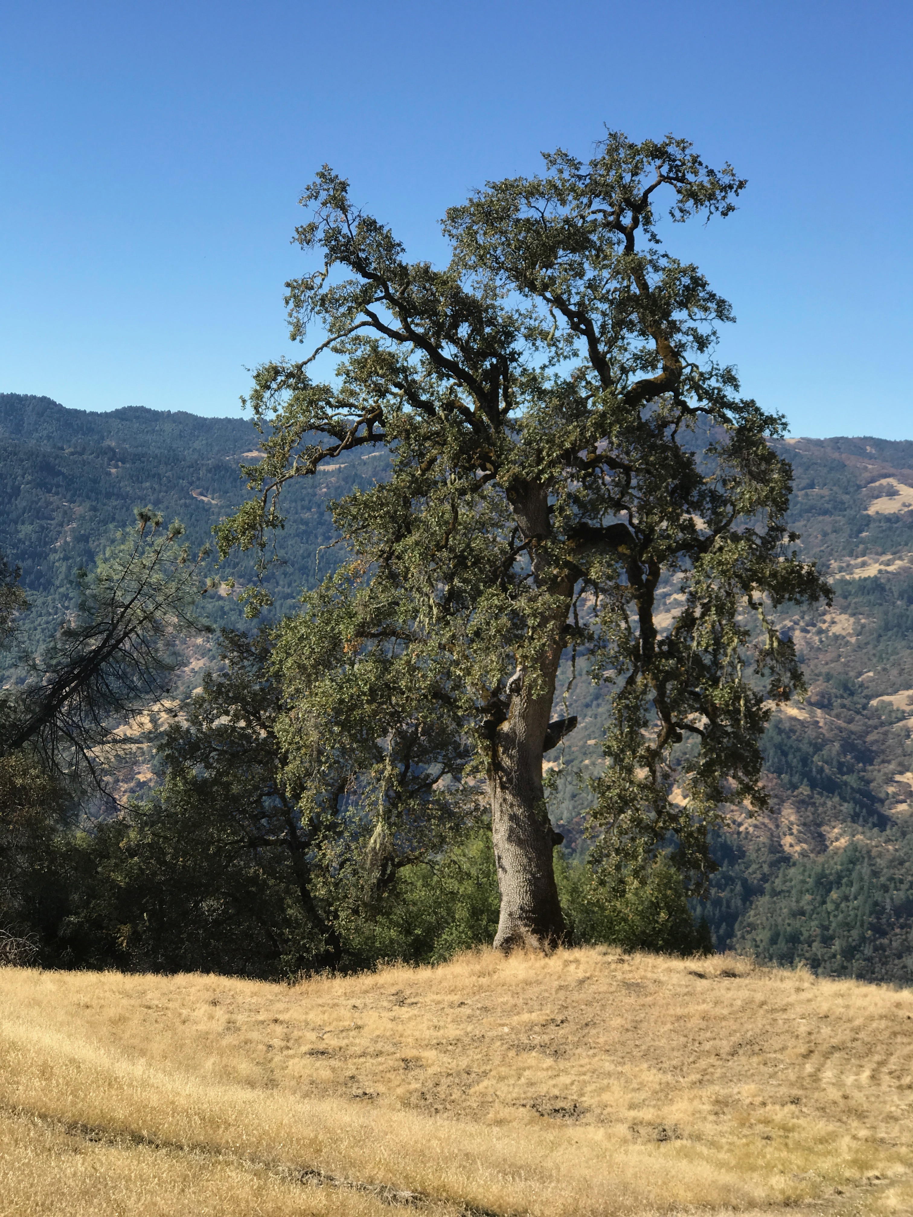 An Ancient Tree – Freestone Ranch