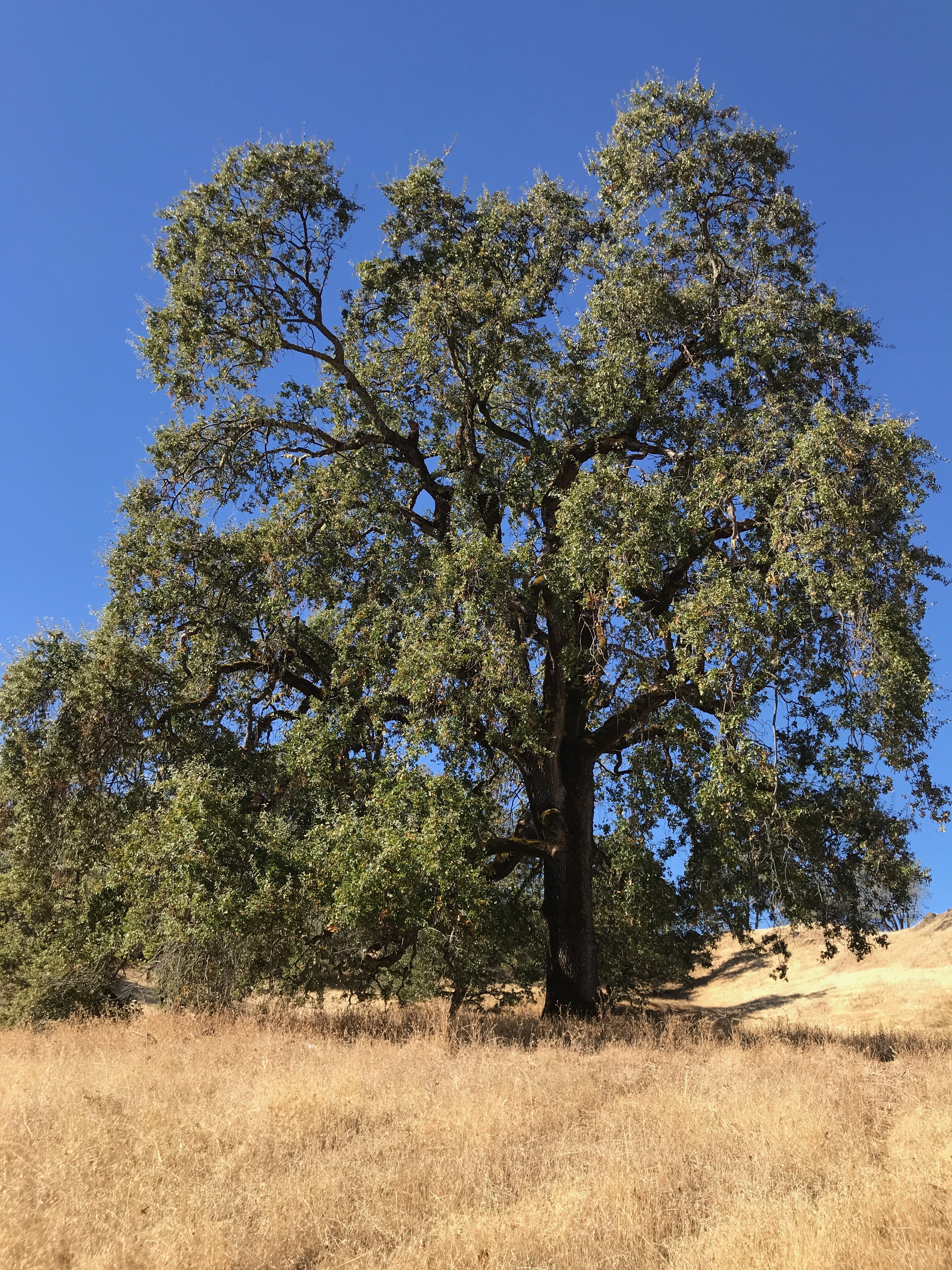An Ancient Tree – Freestone Ranch