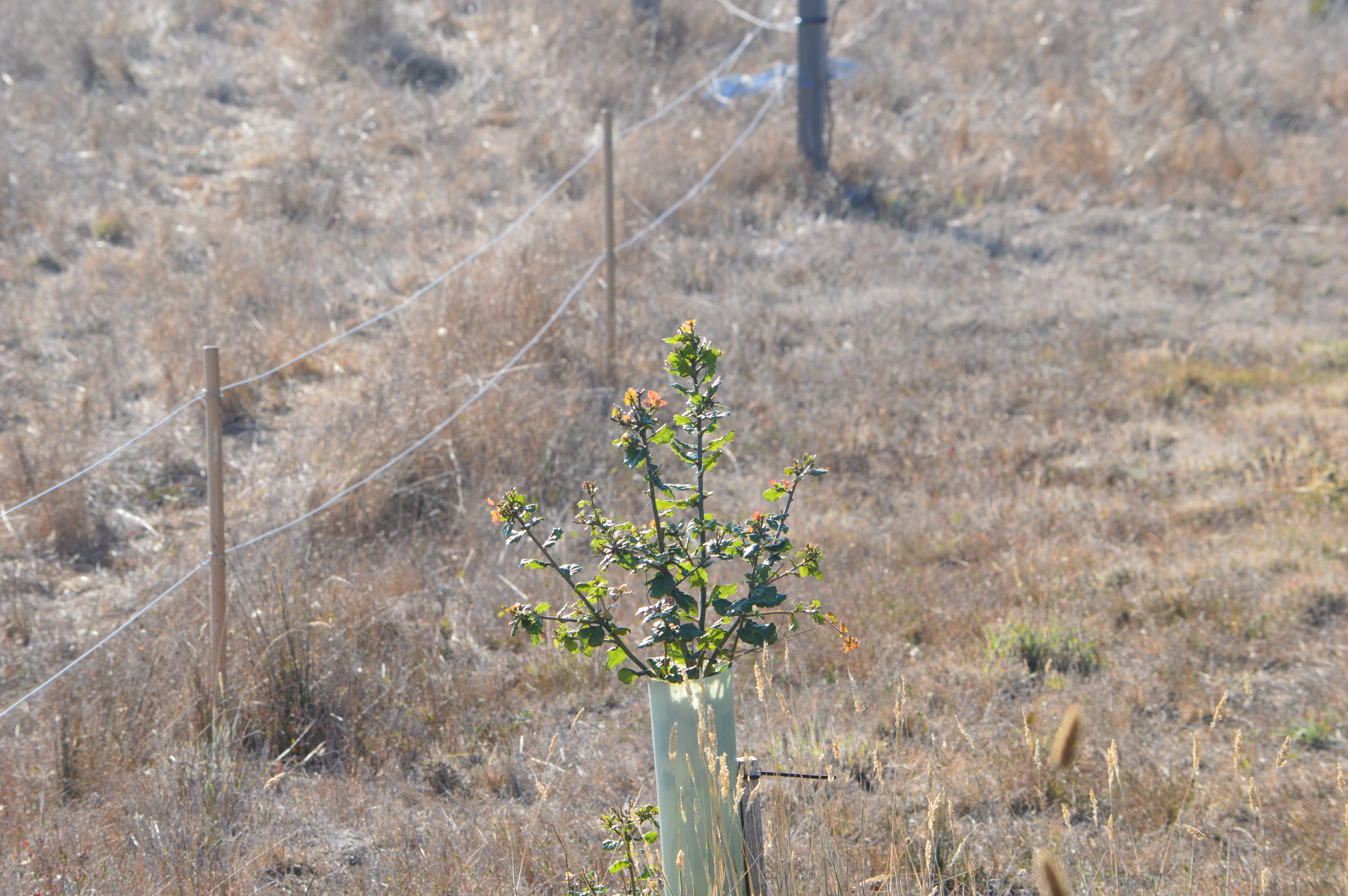 Fencing – Freestone Ranch