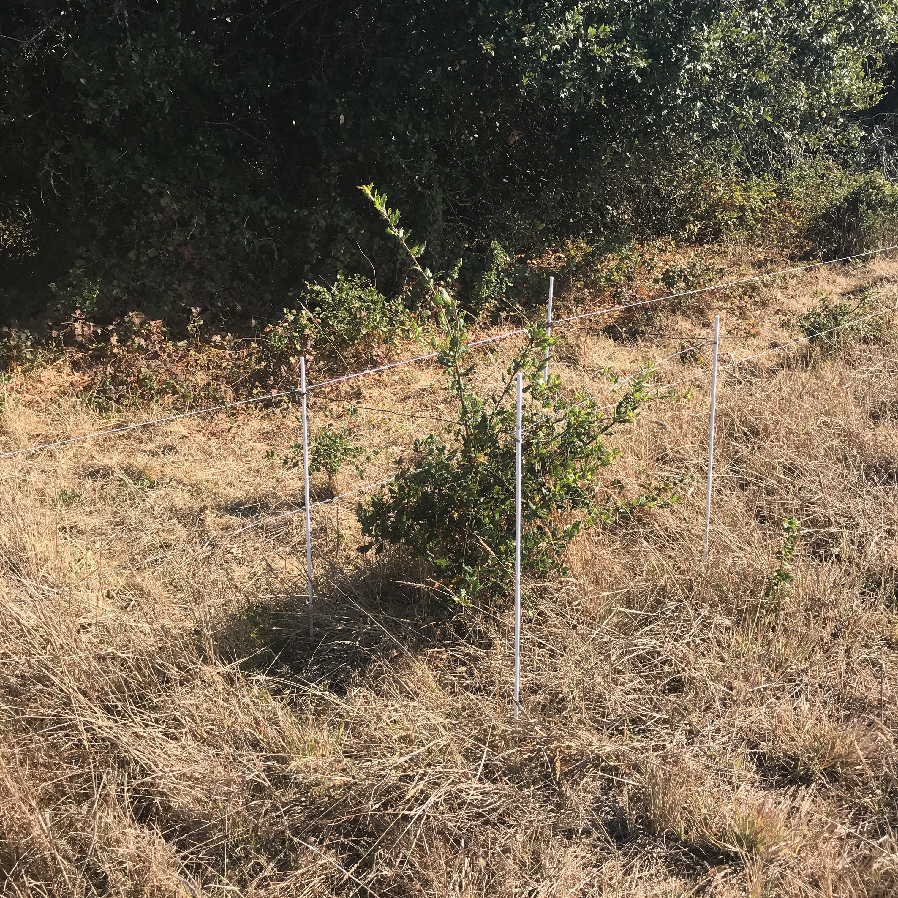 Fencing – Freestone Ranch