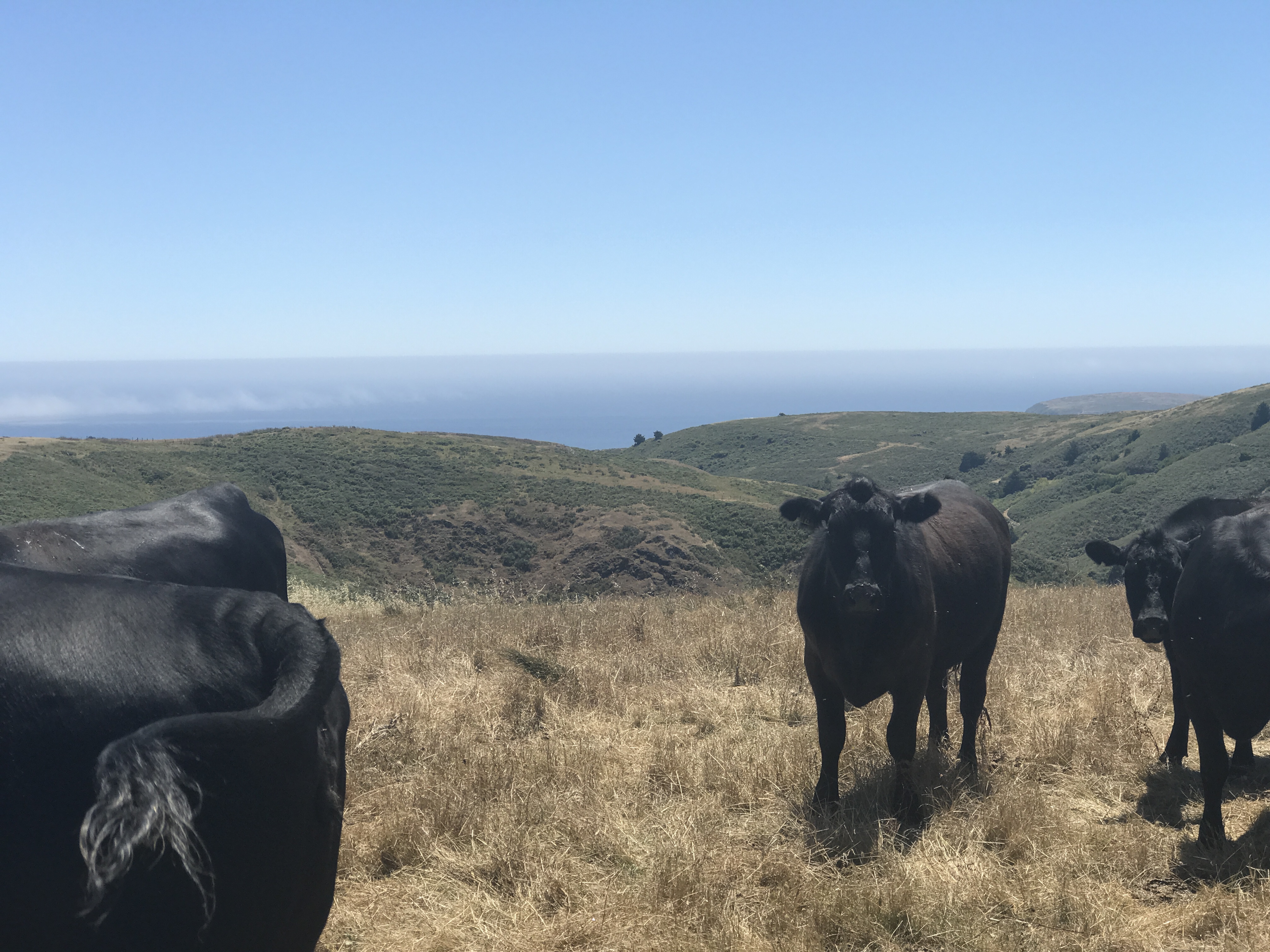 Bay Hill Ranch – Freestone Ranch