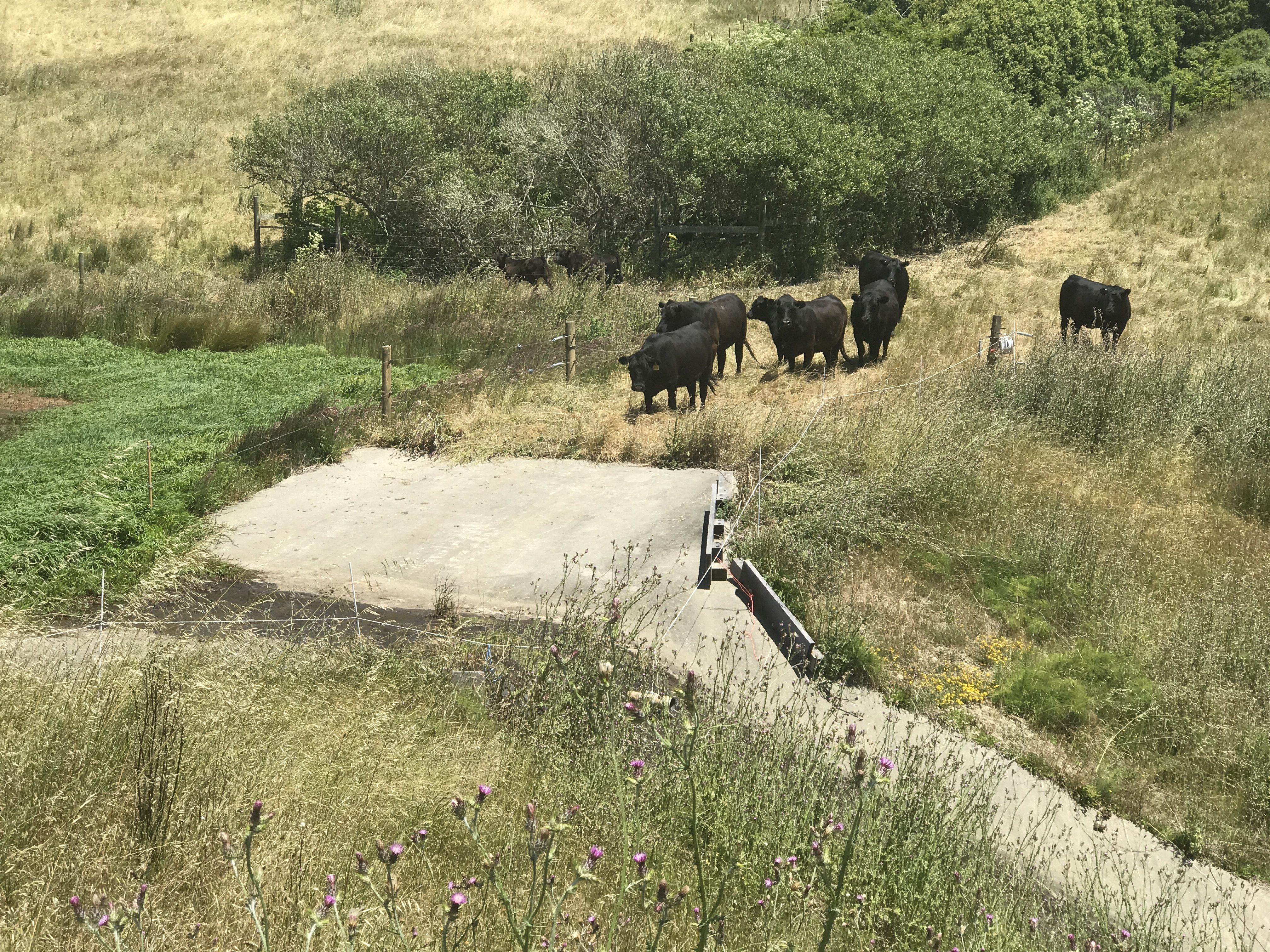 sedimentationpond – 1 (3) – Freestone Ranch