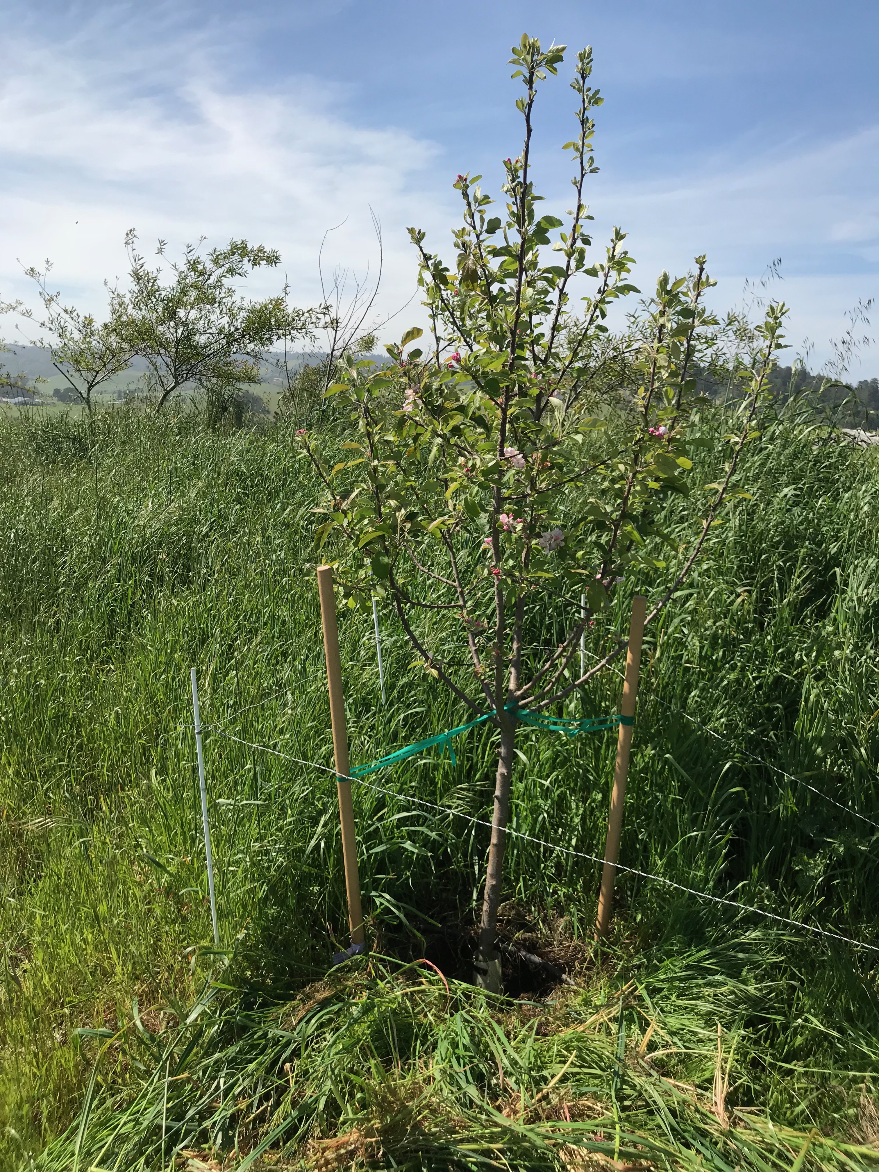 Apple with gopher, vole and deer protection – Freestone Ranch