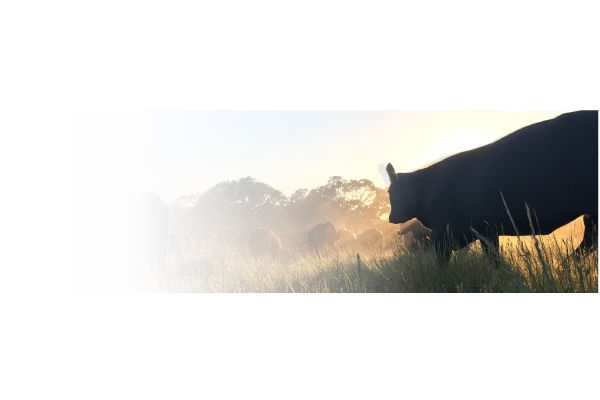 bgimg02 – Freestone Ranch