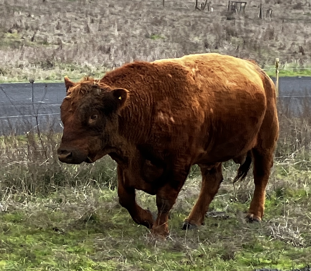 MrManMini – Freestone Ranch