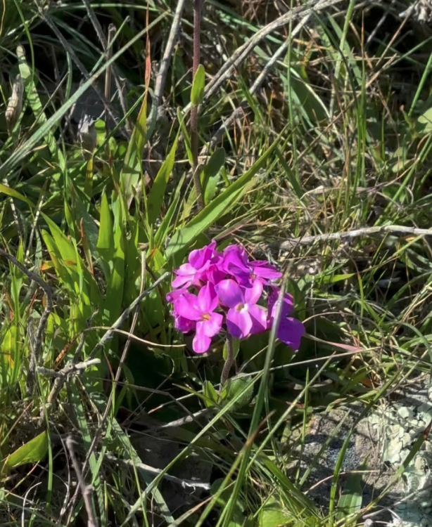 NativeFoodCrops – Freestone Ranch